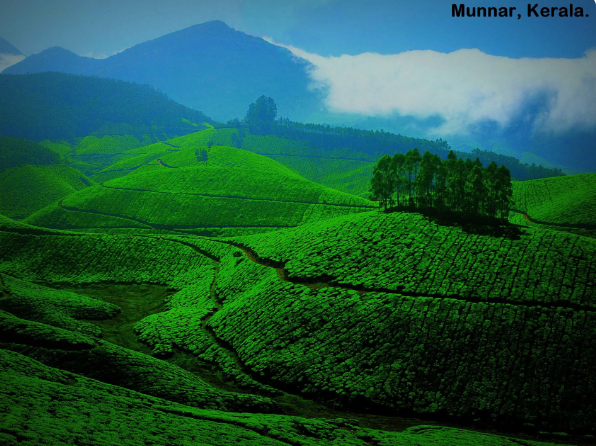 MUNNAR-THEKKADY-KUMARAKOM (ALLEPPEY BACKWATERS) – Pt holidays – 🌐 ️ ...